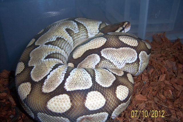 Royal Python Morph Thread (FAO Bladeblaster) | Page 3 | Reptile Forums